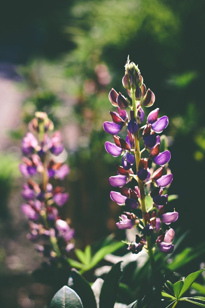 Come Coltivare Lupini da Fiore